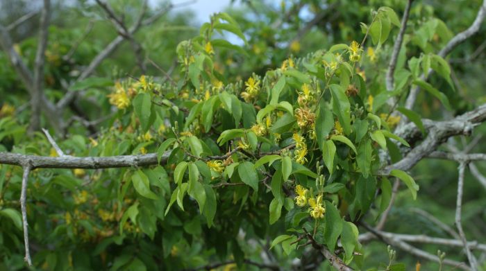 Grewia caffra | PlantZAfrica